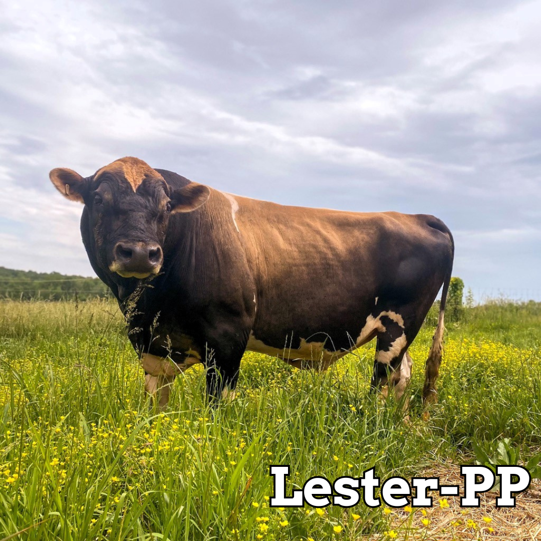 Lester-PP